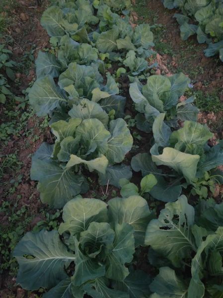 高丽菜怎么保存_高丽菜可以生吃吗-第3张图片-山城妙识