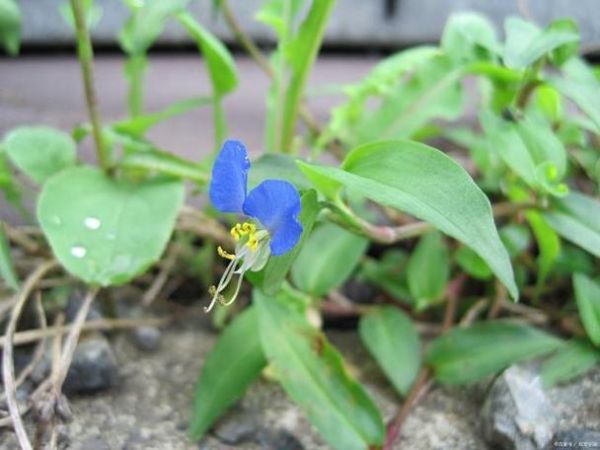 鸭舌草用什么除草剂_鸭舌草除草剂推荐-第3张图片-山城妙识 鸭舌草用什么除草剂_鸭舌草除草剂推荐-第3张图片-山城妙识