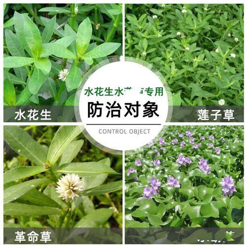 鸭舌草用什么除草剂_鸭舌草除草剂推荐-第2张图片-山城妙识 鸭舌草用什么除草剂_鸭舌草除草剂推荐-第2张图片-山城妙识