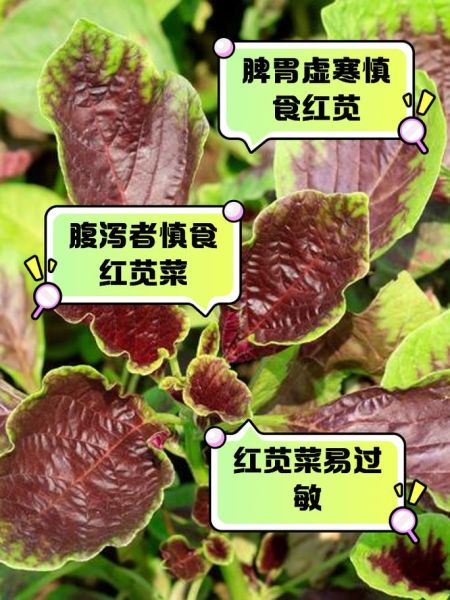 苋菜什么人能吃_什么人不能吃-第1张图片-山城妙识 苋菜什么人能吃_什么人不能吃-第1张图片-山城妙识