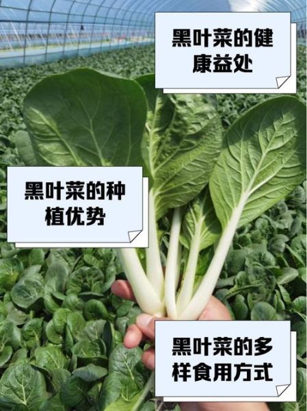 叶菜类蔬菜图片大全_如何快速识别常见品种-第3张图片-山城妙识