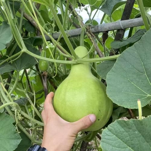 菜葫芦怎么做好吃_菜葫芦的做法大全-第1张图片-山城妙识 菜葫芦怎么做好吃_菜葫芦的做法大全-第1张图片-山城妙识