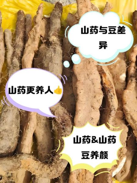山药豆的功效与作用和山药一样吗_区别与吃法全解析-第3张图片-山城妙识 山药豆的功效与作用和山药一样吗_区别与吃法全解析-第3张图片-山城妙识