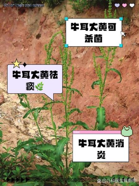 牛耳朵的功效与作用_牛耳朵怎么吃效果最好-第2张图片-山城妙识