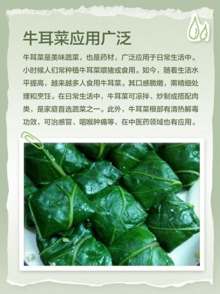牛耳朵的功效与作用_牛耳朵怎么吃效果最好-第1张图片-山城妙识