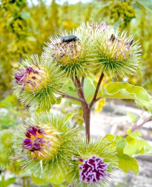 牛蒡图片大全_牛蒡长什么样-第1张图片-山城妙识 牛蒡图片大全_牛蒡长什么样-第1张图片-山城妙识