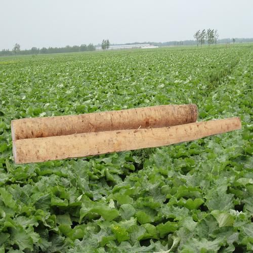 牛蒡图片大全_牛蒡长什么样-第2张图片-山城妙识 牛蒡图片大全_牛蒡长什么样-第2张图片-山城妙识