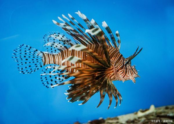 攀鲈鱼能吃吗_攀鲈鱼有毒吗-第3张图片-山城妙识 攀鲈鱼能吃吗_攀鲈鱼有毒吗-第3张图片-山城妙识