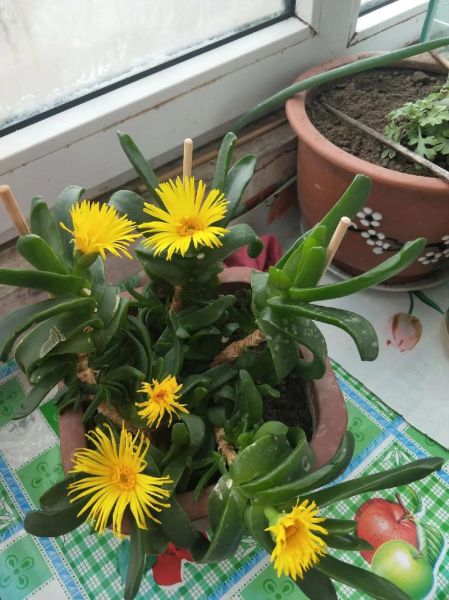 佛手花有几种图片_佛手花品种大全-第1张图片-山城妙识