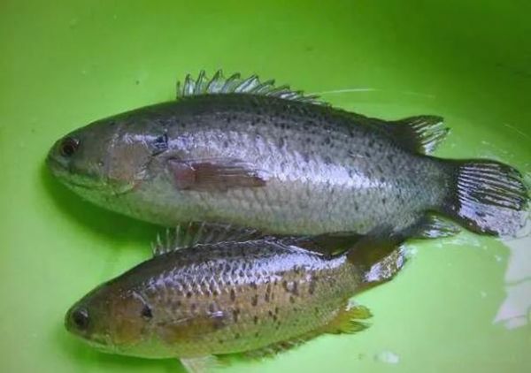 攀鲈鱼能吃吗_攀鲈鱼有毒吗-第2张图片-山城妙识 攀鲈鱼能吃吗_攀鲈鱼有毒吗-第2张图片-山城妙识