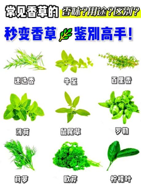 披萨草是什么_披萨草怎么用-第3张图片-山城妙识