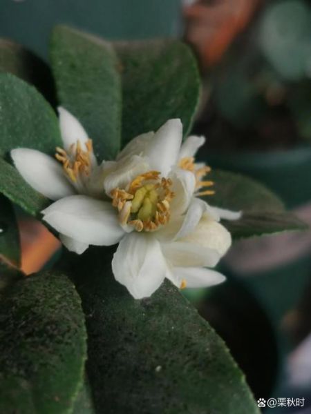 佛手花有几种图片_佛手花品种大全-第3张图片-山城妙识