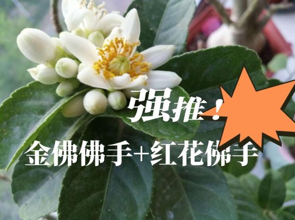 佛手花有几种图片_佛手花品种大全-第2张图片-山城妙识