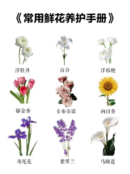 洋桔梗花语是什么_洋桔梗怎么养护-第1张图片-山城妙识