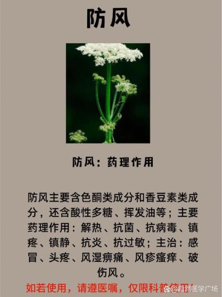防风有什么功效_防风怎么吃效果最好-第3张图片-山城妙识