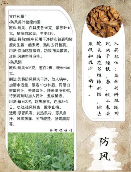防风有什么功效_防风怎么吃效果最好-第2张图片-山城妙识