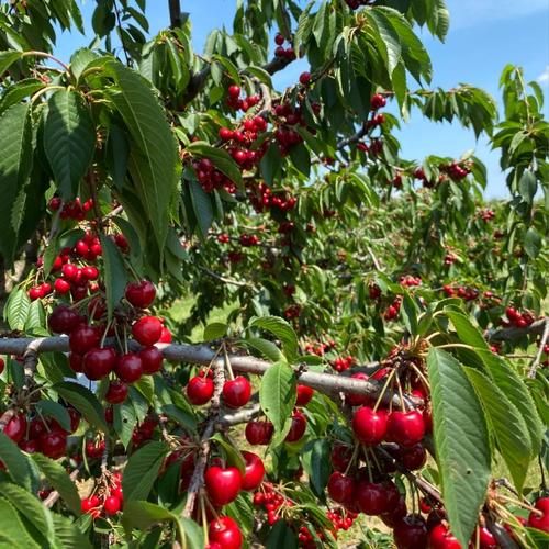 车厘子树图片大全大图_车厘子树长什么样-第1张图片-山城妙识