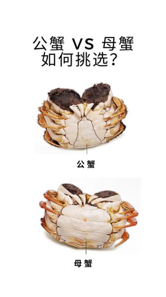 螃蟹公母怎么区分_螃蟹公母哪个好吃-第2张图片-山城妙识