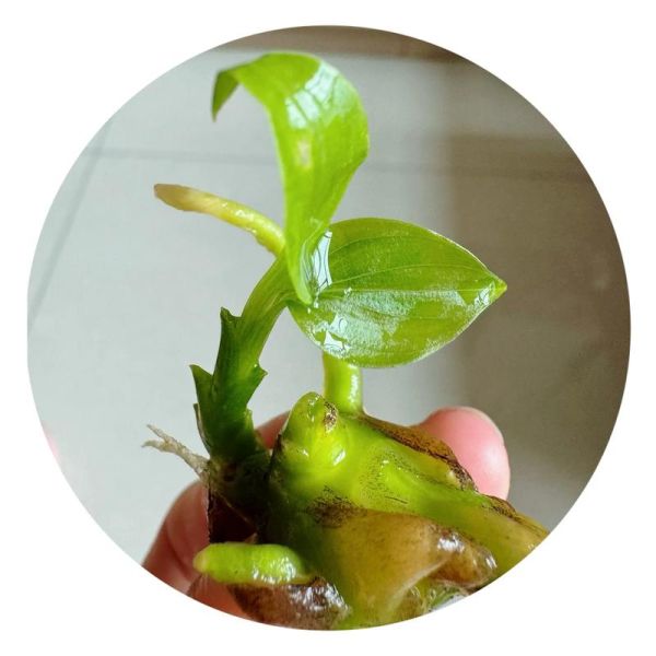 生姜发芽变绿还能吃吗_生姜变绿有毒吗-第2张图片-山城妙识