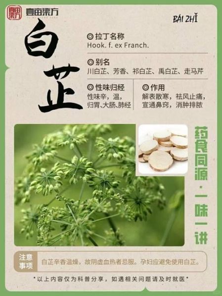 白芷的功效与作用_白芷怎么吃效果最好-第1张图片-山城妙识