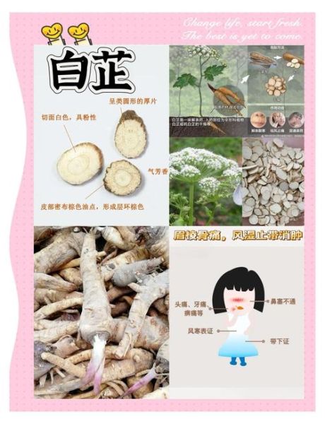 白芷的功效与作用_白芷怎么吃效果最好-第2张图片-山城妙识