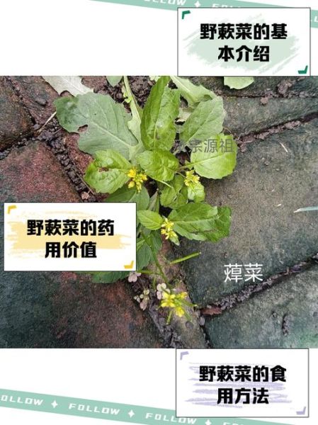 蔊菜的功效与作用_蔊菜怎么吃最好-第2张图片-山城妙识