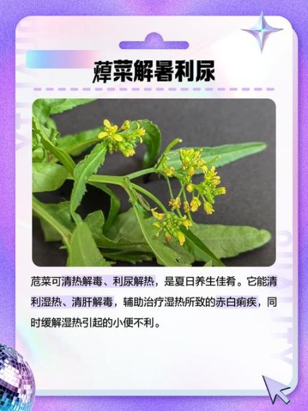 蔊菜的功效与作用_蔊菜怎么吃最好-第1张图片-山城妙识
