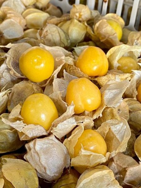 花姑娘水果的功效与禁忌_哪些人不能吃-第2张图片-山城妙识 花姑娘水果的功效与禁忌_哪些人不能吃-第2张图片-山城妙识