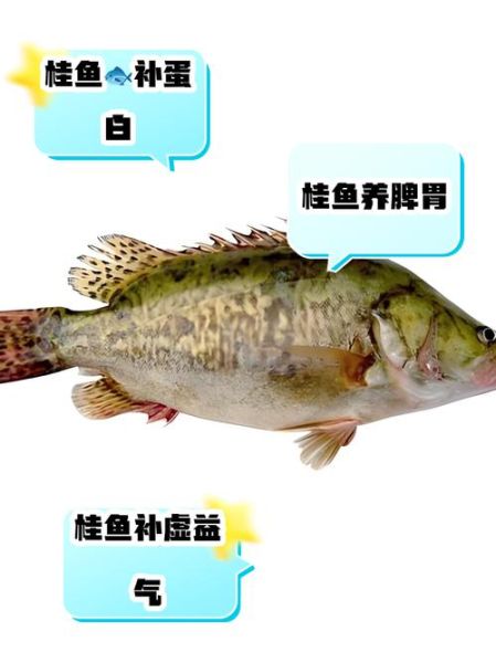 桂鱼禁忌人群有哪些_三种人坚决不能吃桂鱼-第3张图片-山城妙识