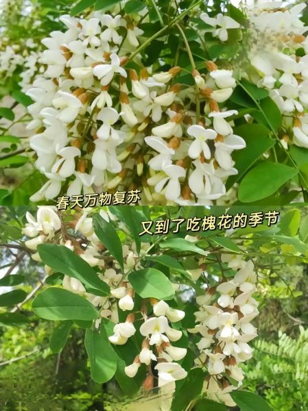 紫槐花怎么吃_紫槐花家常做法大全-第2张图片-山城妙识