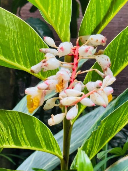 姜花图片大全高清_姜花怎么养护-第2张图片-山城妙识