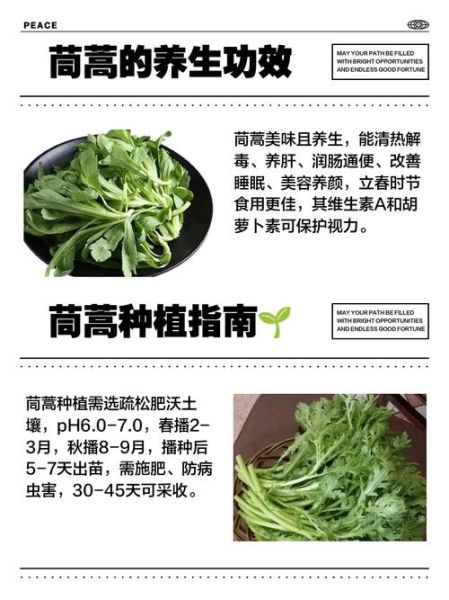 茼蒿读音是什么_茼蒿怎么读才标准-第3张图片-山城妙识