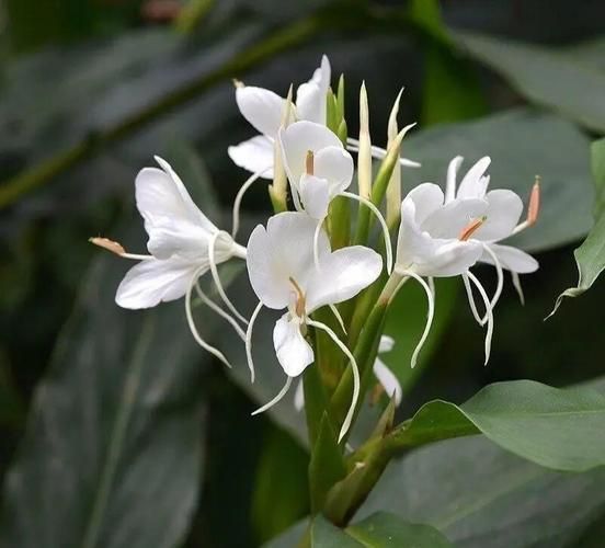 姜花图片大全高清_姜花怎么养护-第3张图片-山城妙识