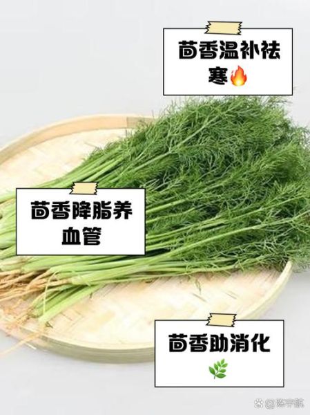 茴香菜的副作用_孕妇能吃吗-第2张图片-山城妙识 茴香菜的副作用_孕妇能吃吗-第2张图片-山城妙识