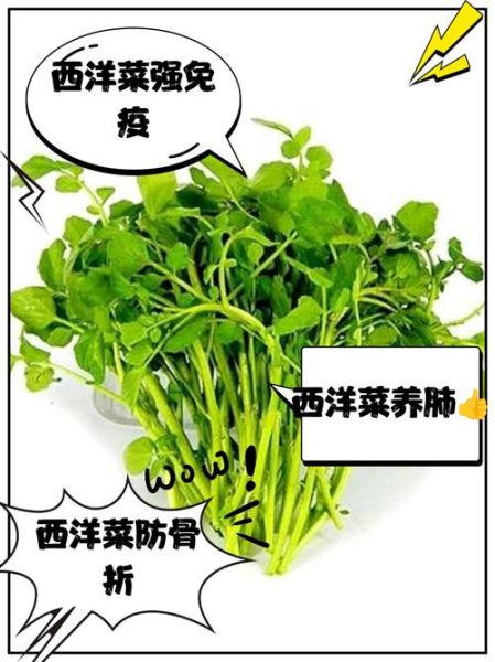 西洋菜的功效与作用_西洋菜怎么吃最营养-第2张图片-山城妙识 西洋菜的功效与作用_西洋菜怎么吃最营养-第2张图片-山城妙识