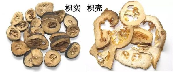 枳实和枳壳的功效区别_哪个更适合调理脾胃-第3张图片-山城妙识 枳实和枳壳的功效区别_哪个更适合调理脾胃-第3张图片-山城妙识