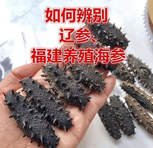 福建海参和辽参的区别_哪个更好-第1张图片-山城妙识 福建海参和辽参的区别_哪个更好-第1张图片-山城妙识