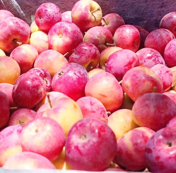 沙果多少钱一斤_沙果价格行情-第2张图片-山城妙识 沙果多少钱一斤_沙果价格行情-第2张图片-山城妙识