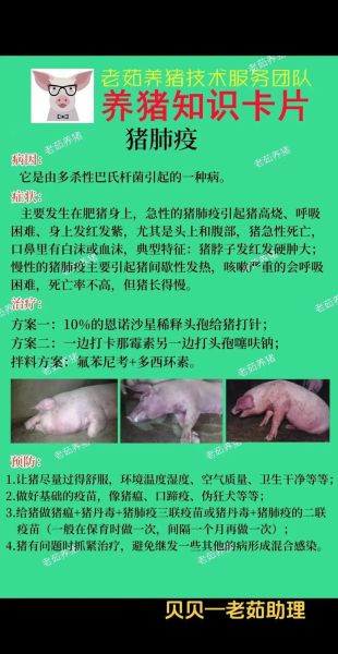 猪肺疫的症状_猪肺疫怎么治疗-第1张图片-山城妙识