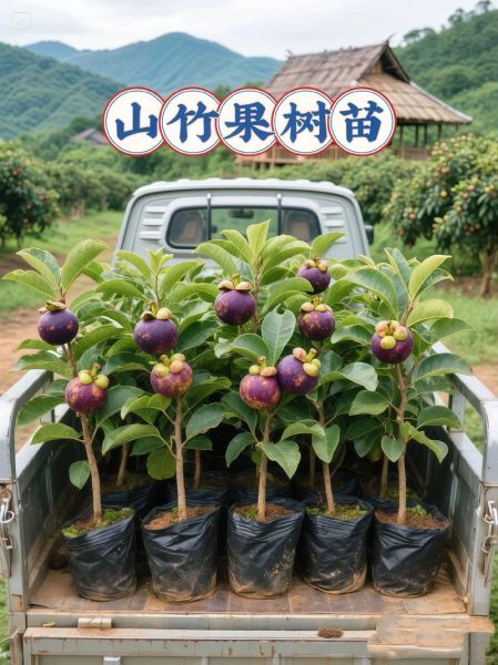 泰国山竹树长什么样_泰国山竹树图片哪里找-第1张图片-山城妙识