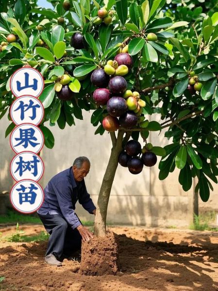 泰国山竹树长什么样_泰国山竹树图片哪里找-第2张图片-山城妙识