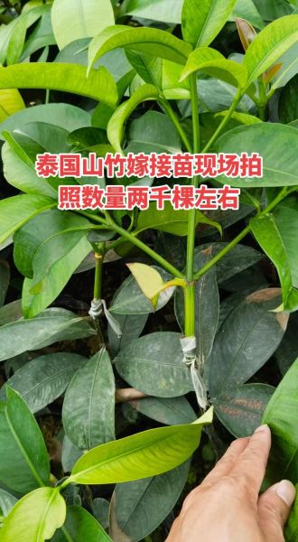 泰国山竹树长什么样_泰国山竹树图片哪里找-第3张图片-山城妙识