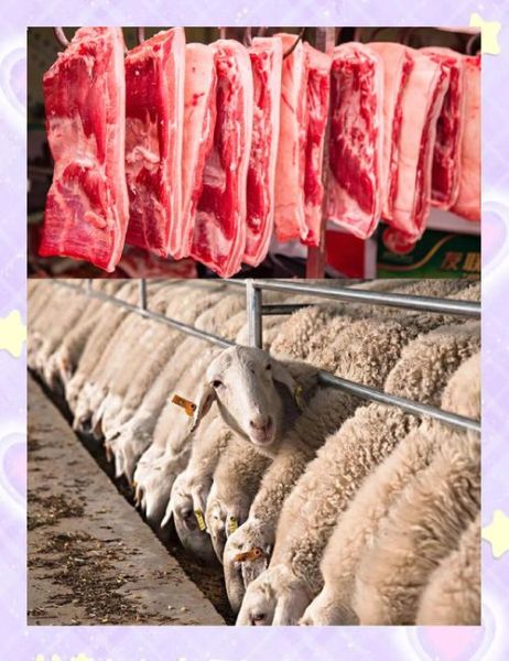 羊肉批发市场在哪里_如何挑选优质货源-第3张图片-山城妙识