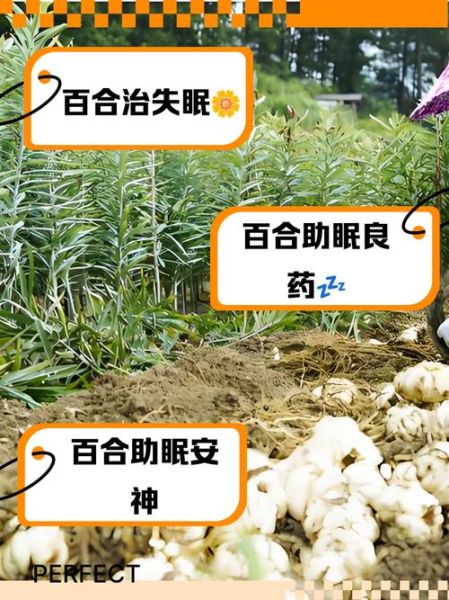 治失眠百合的最佳搭配_百合治失眠怎么吃最有效-第1张图片-山城妙识 治失眠百合的最佳搭配_百合治失眠怎么吃最有效-第1张图片-山城妙识