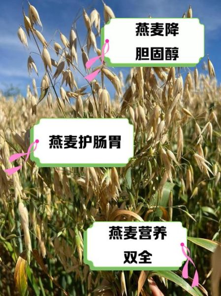 燕麦是什么_燕麦的功效与作用-第2张图片-山城妙识