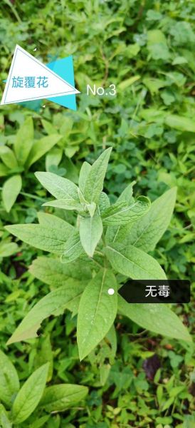 旋覆花的功效与作用_旋覆花能长期泡水喝吗-第2张图片-山城妙识