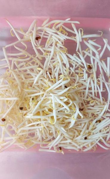 炒绿豆芽用焯水吗_绿豆芽要不要焯水-第1张图片-山城妙识