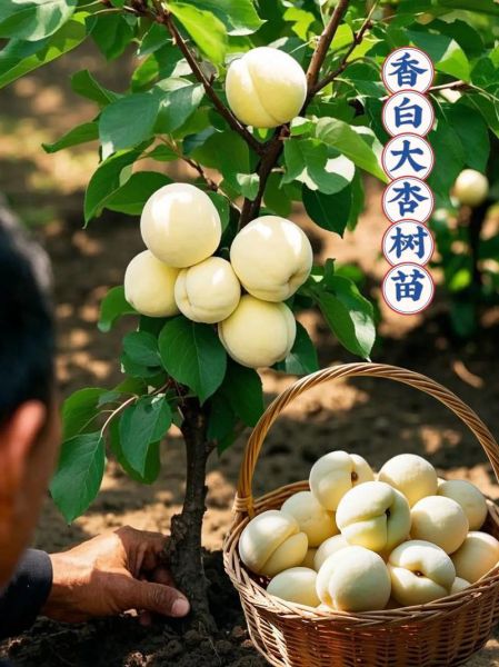 美国大杏仁树怎么种_美国大杏仁树几年结果-第1张图片-山城妙识