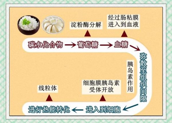 淀粉水解的最终产物是什么_如何彻底转化为葡萄糖-第1张图片-山城妙识