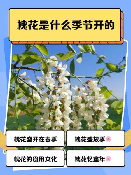 槐花树什么时候开花_槐花树花期多久-第1张图片-山城妙识
